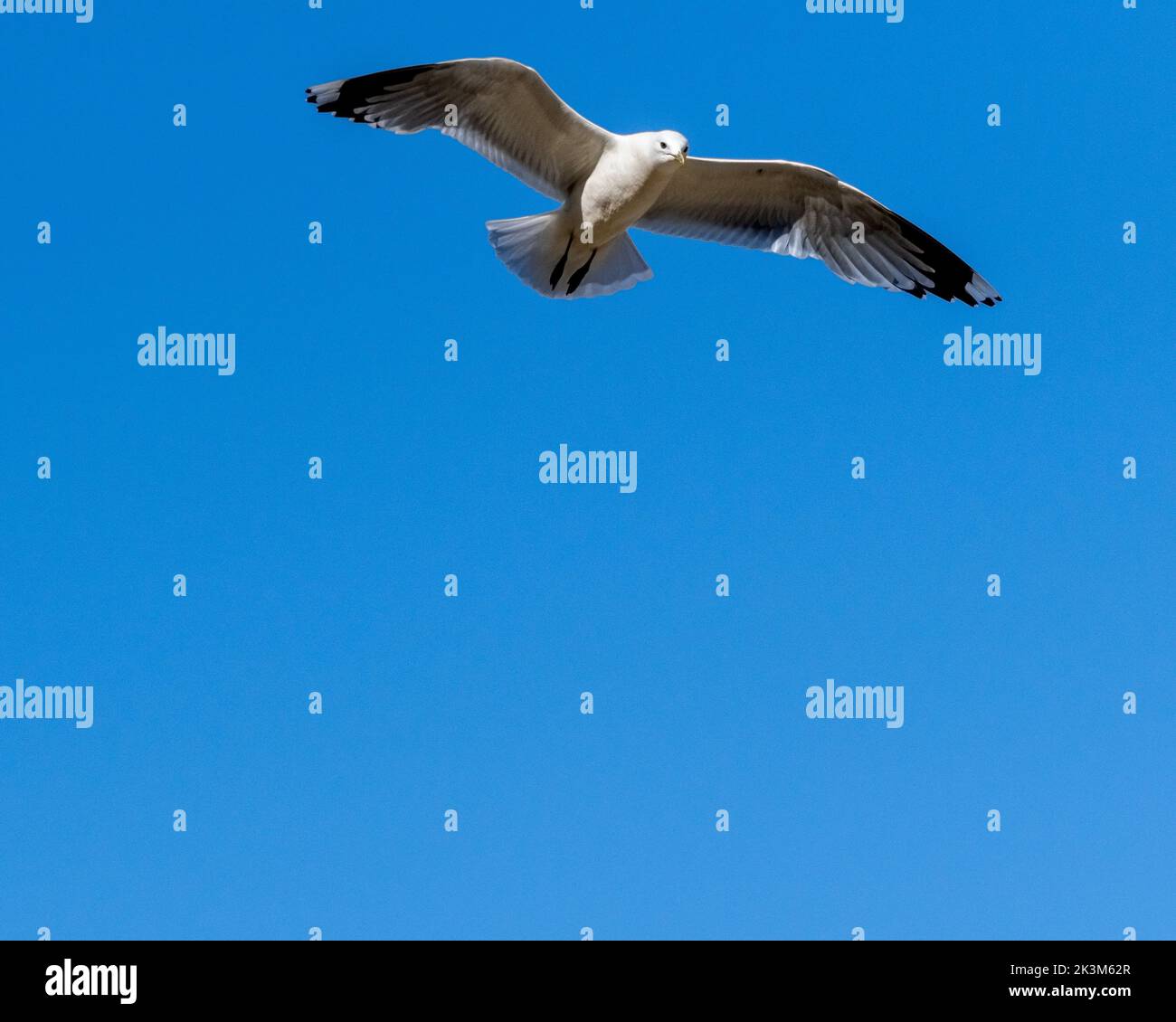 A closeup shot of a Gull bird flying high in the blue sky Stock Photo ...