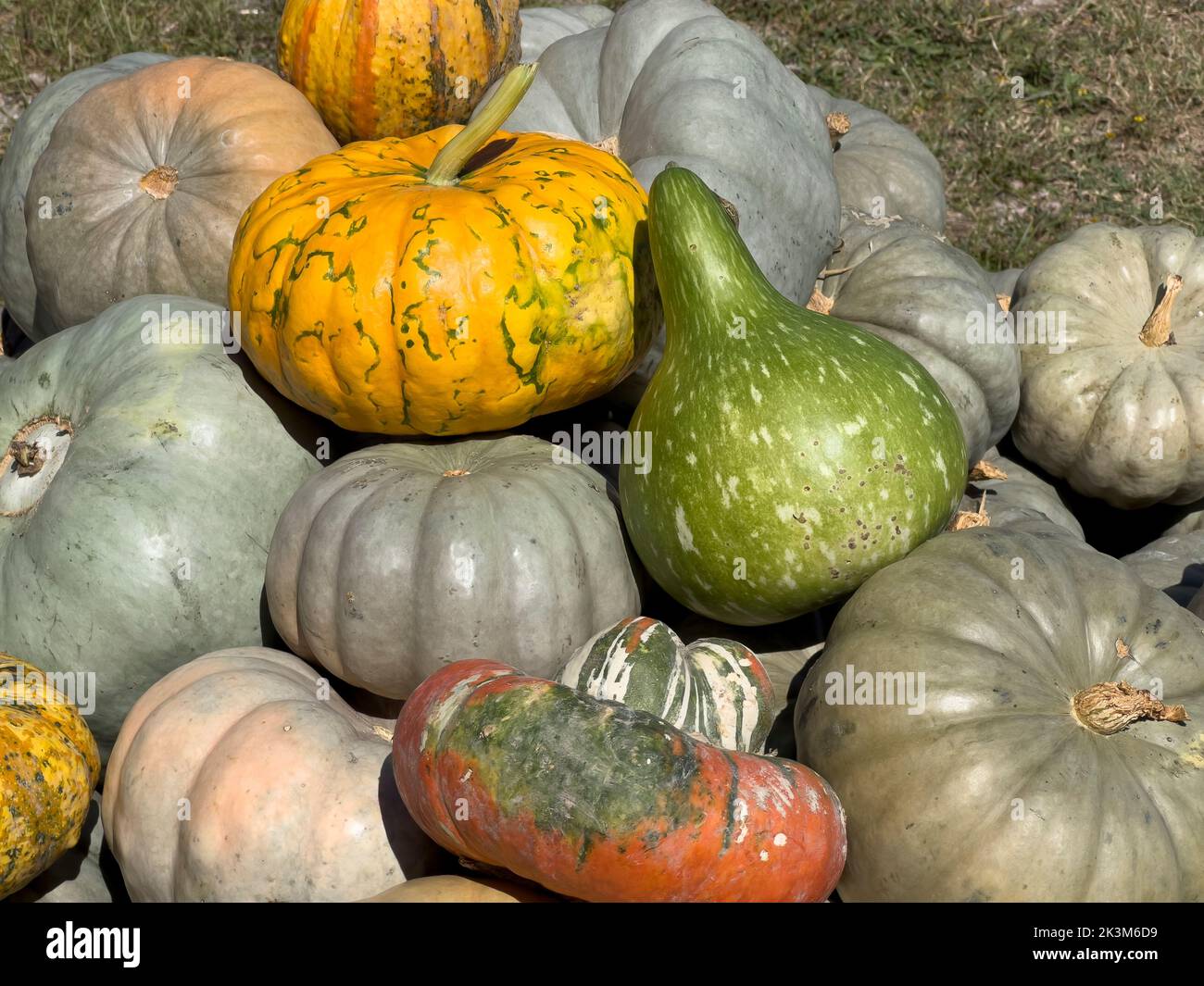Blue punpkin hi-res stock photography and images - Alamy
