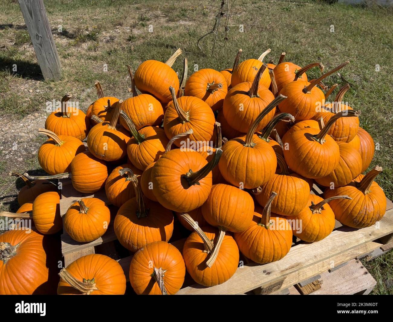 Ornamental goards hi-res stock photography and images - Alamy