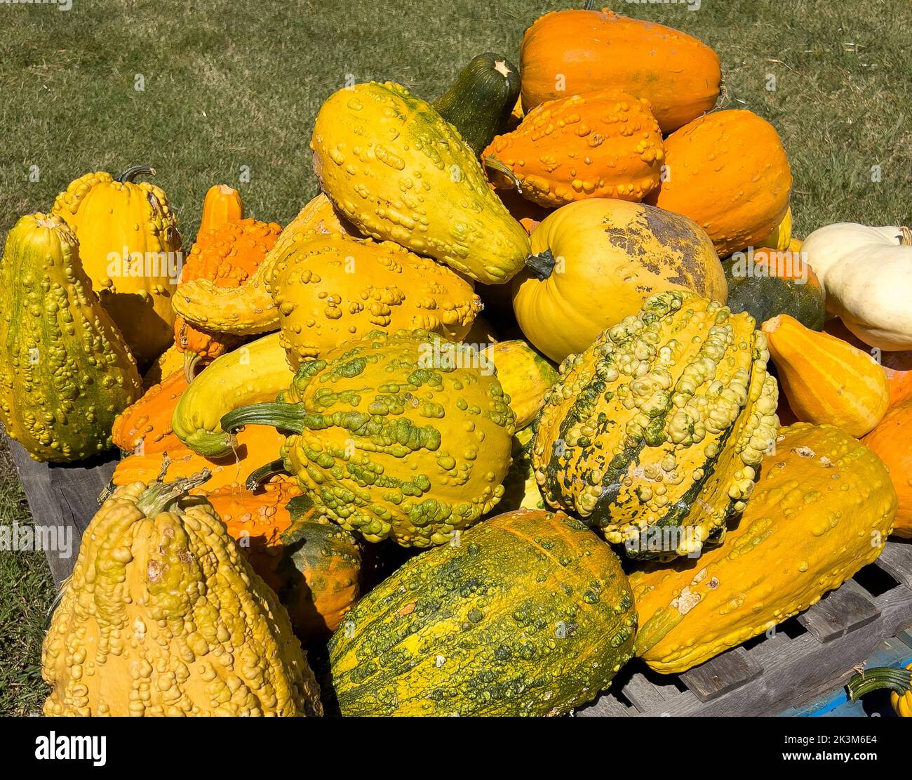 Ornamental goards hi-res stock photography and images - Alamy