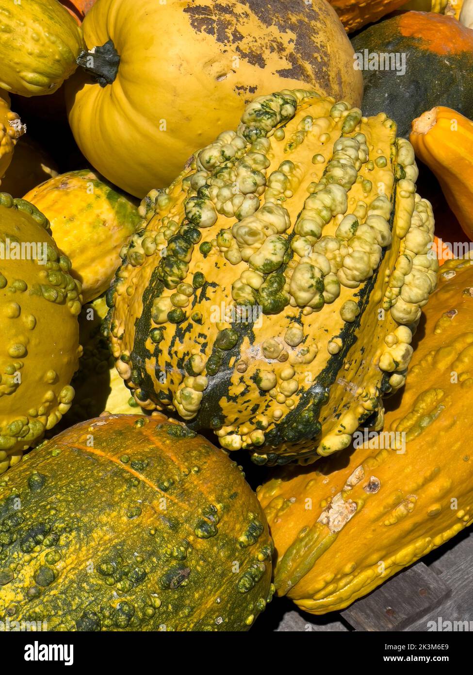 Heirloom goard hi-res stock photography and images - Alamy