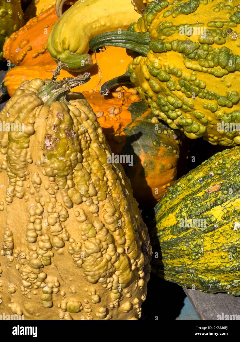 Ornamental goards hi-res stock photography and images - Alamy