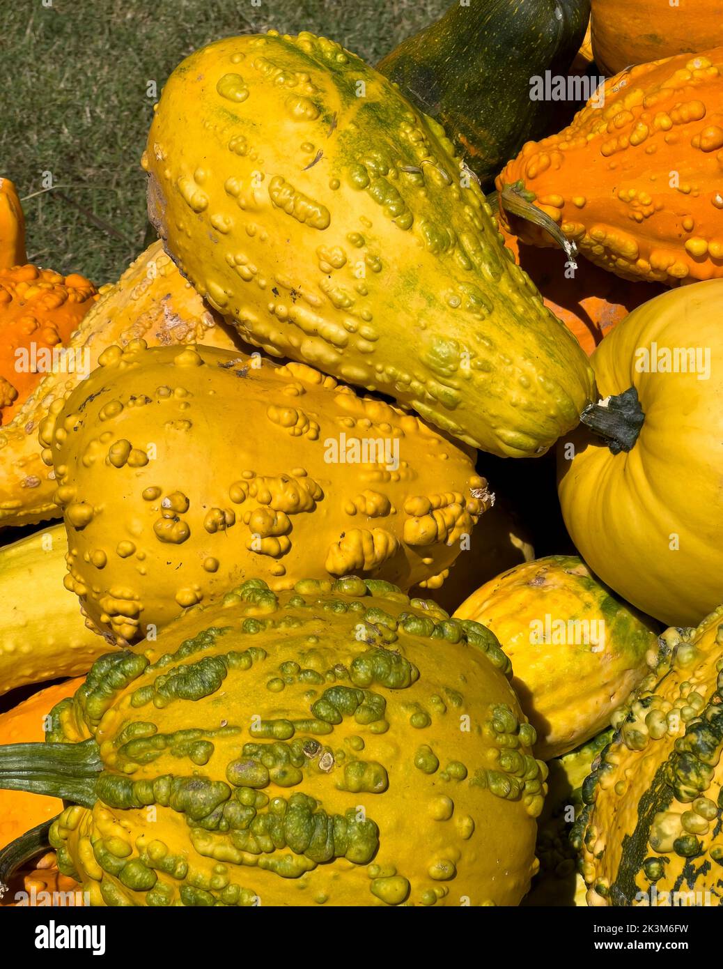 Ornamental goards hi-res stock photography and images - Alamy