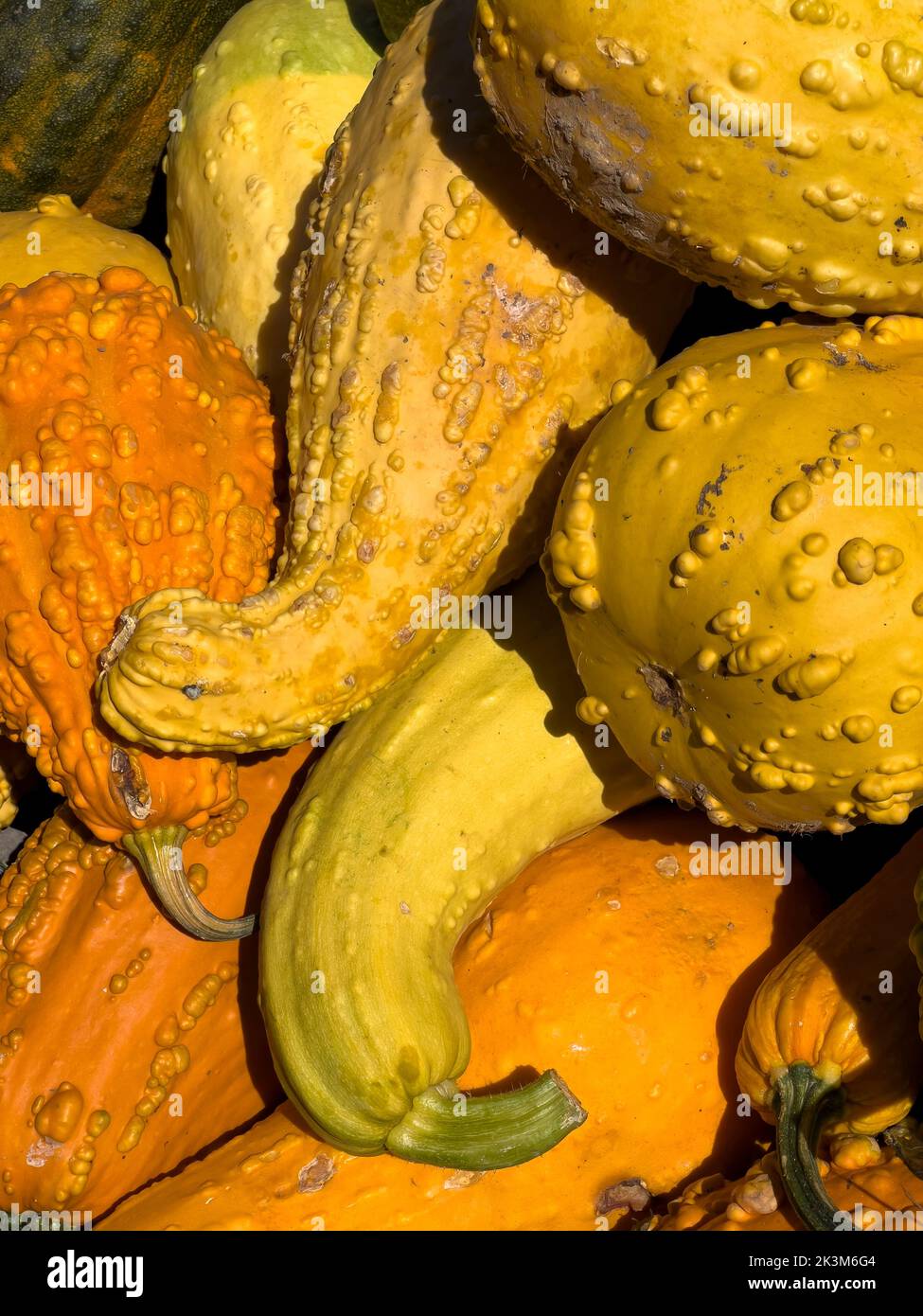Ornamental goards hi-res stock photography and images - Alamy
