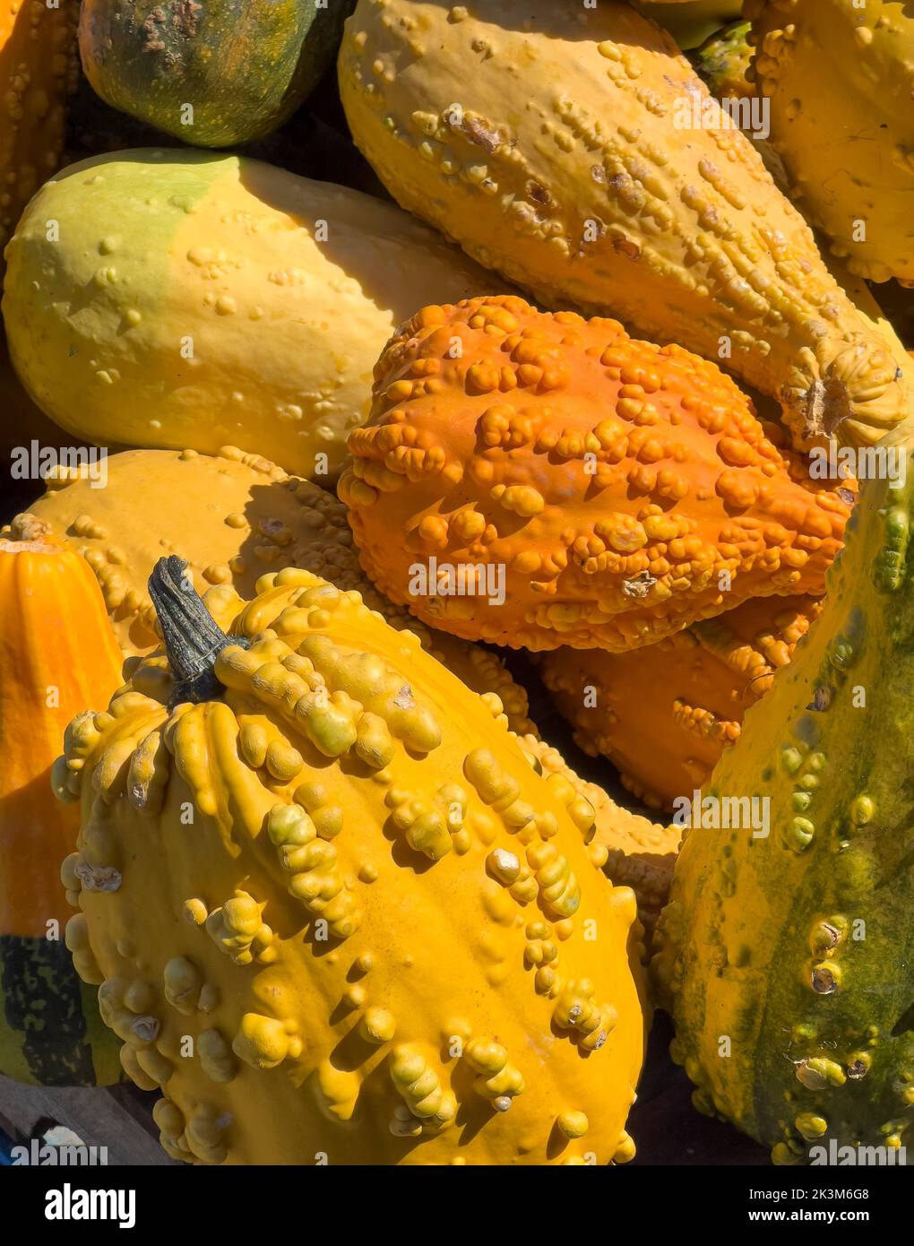 Ornamental goards hi-res stock photography and images - Alamy