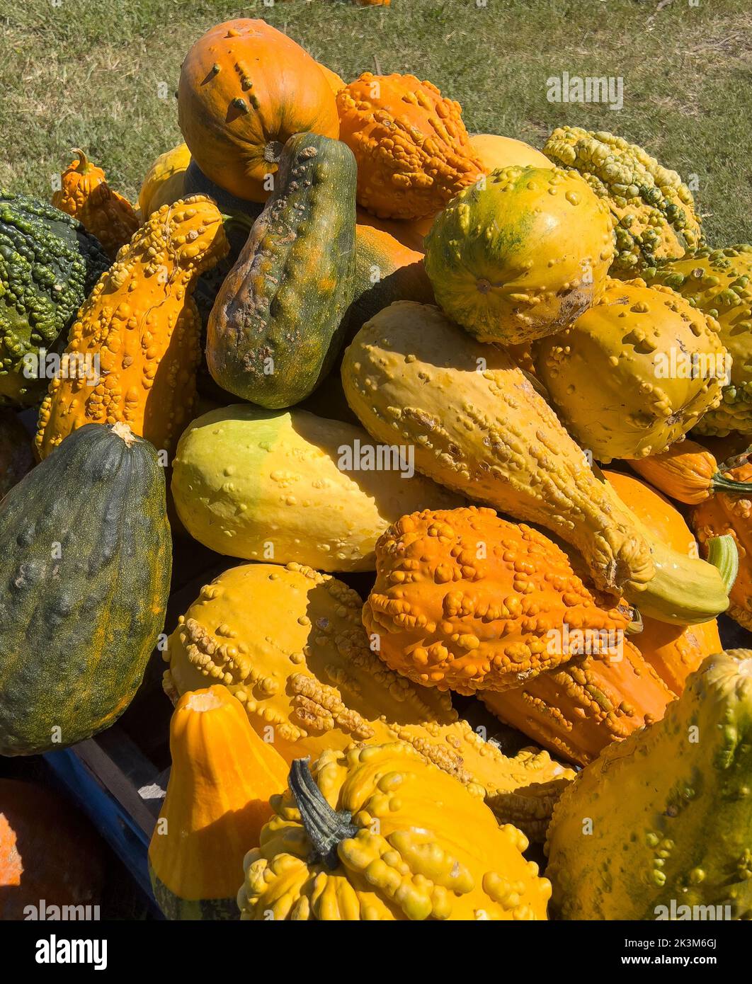 Ornamental goards hi-res stock photography and images - Alamy