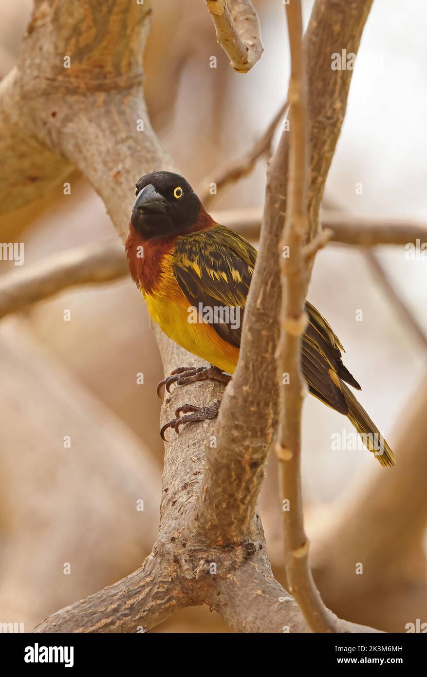 Giant Weaver (Ploceus grandis) adult male perched on branch Sao Tome ...