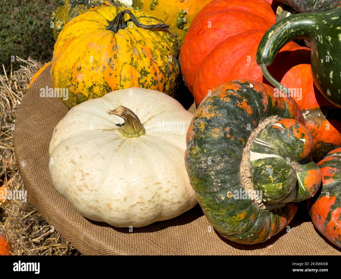 Ornamental goards hi-res stock photography and images - Alamy
