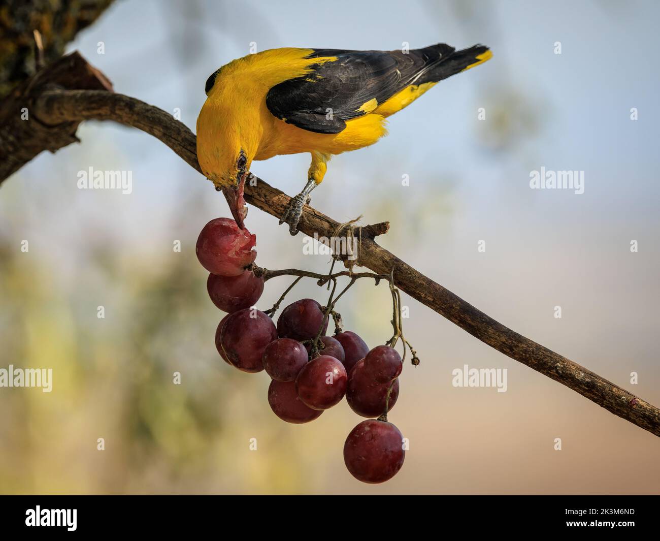 Bird eating grapes hi-res stock photography and images - Alamy