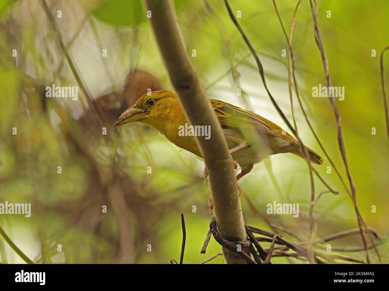 Principe Golden Weaver (Ploceus princeps) adult male perched on stem ...