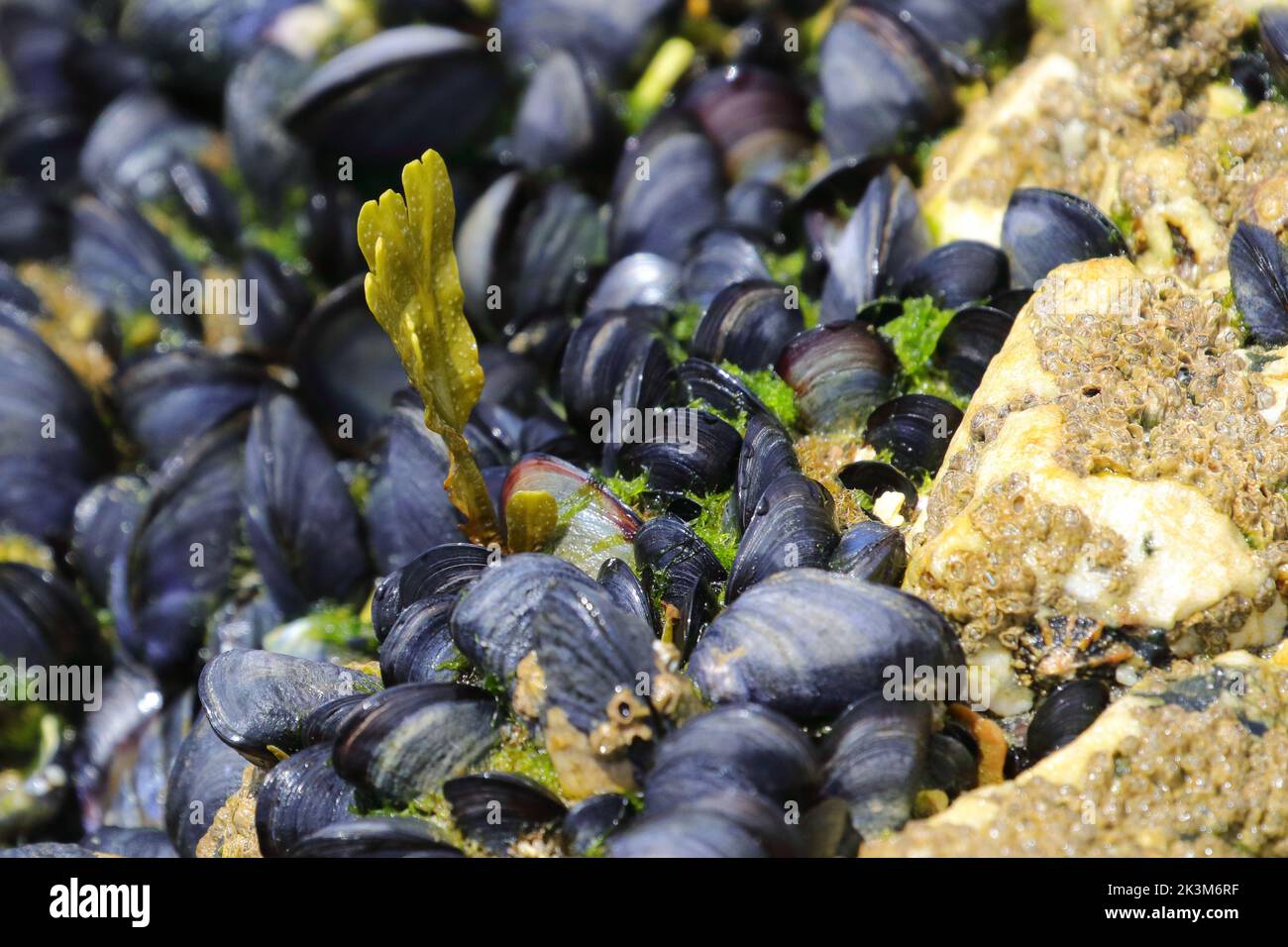 Rocks with blue or common mussel, a medium-sized edible marine bivalve ...