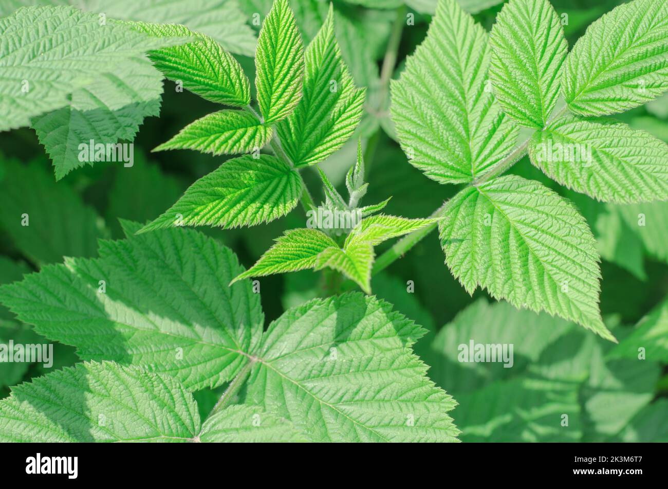 Young sprouts of a raspberry bush. Growing raspberries at home ...