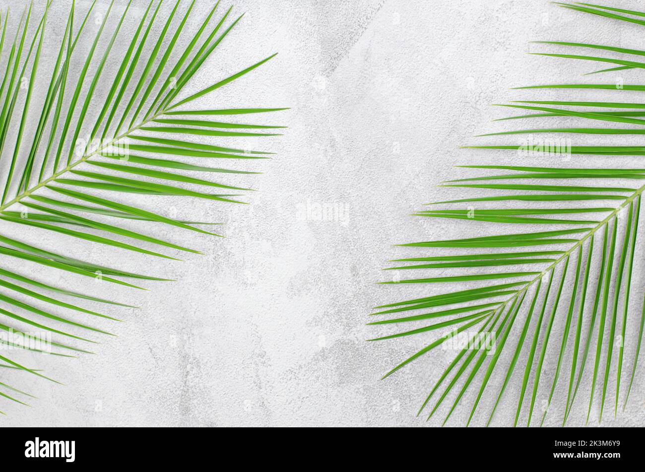 Light show palm tree hi-res stock photography and images - Alamy