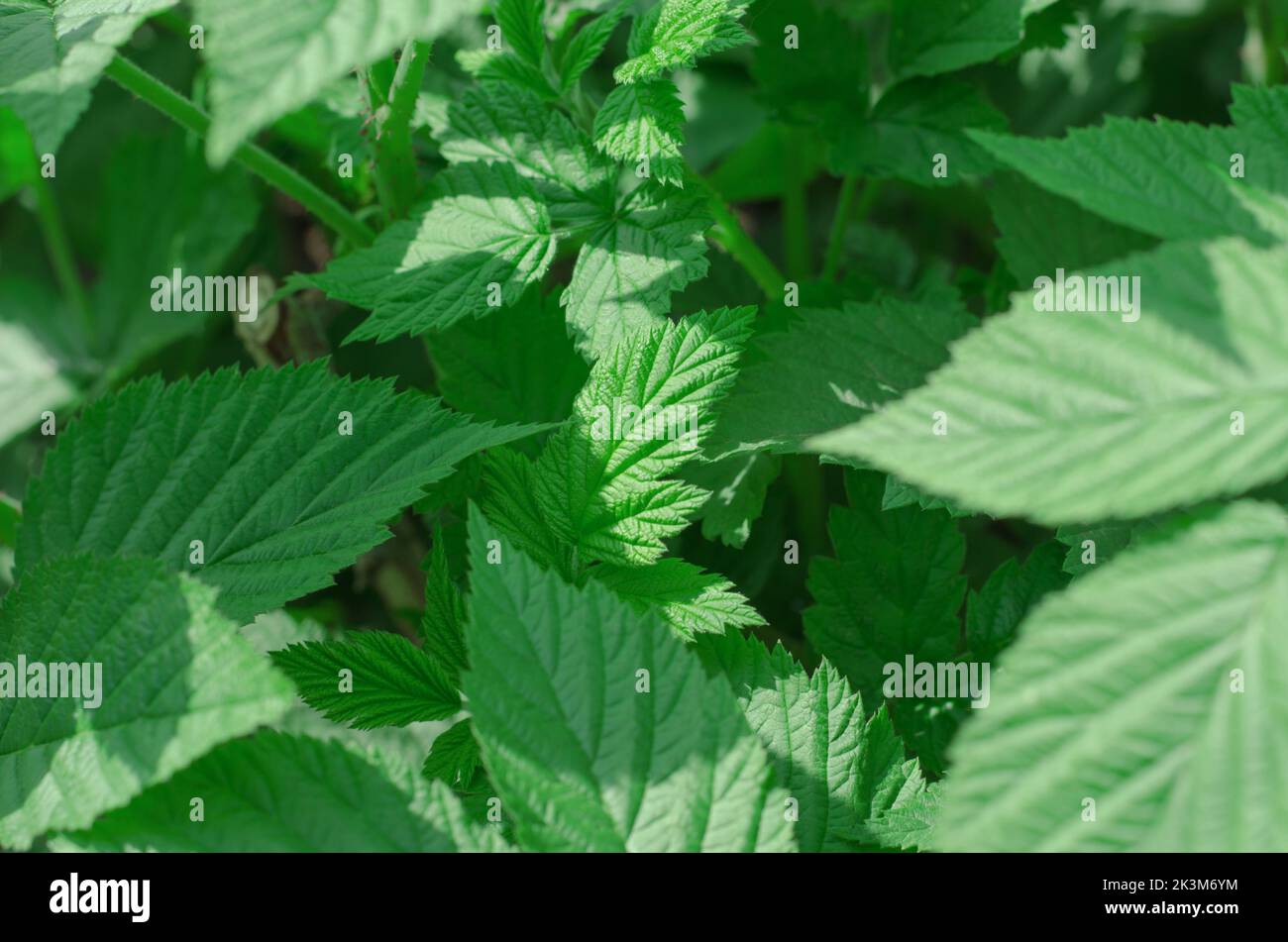 Young sprouts of a raspberry bush. Growing raspberries at home ...