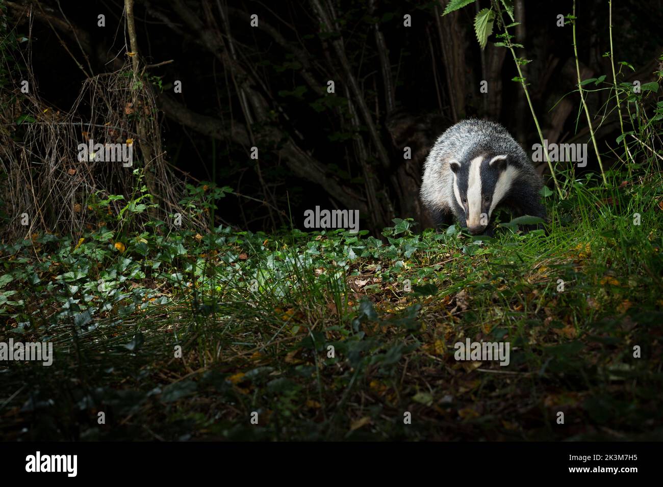 Uks largest land predator hi-res stock photography and images - Alamy