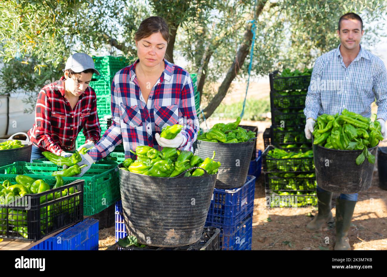 Farmer woman sorting bell peppers in farm backyard after harvest Stock ...