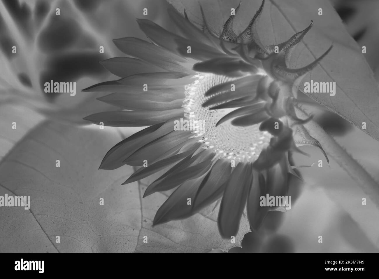Beautiful wild sunflower growing in the morning meadow in a black and ...