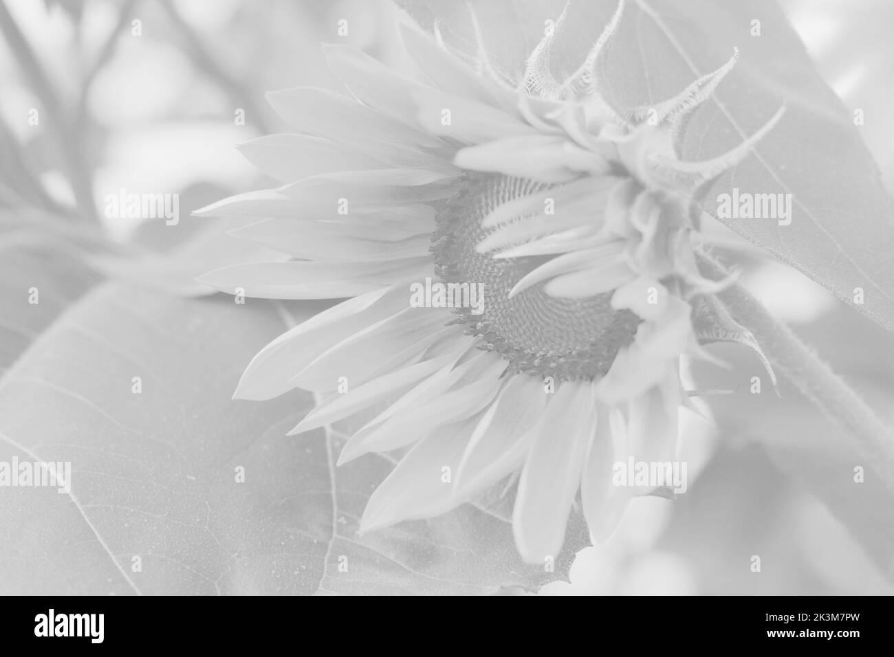 Beautiful wild sunflower growing in the morning meadow in a black and ...