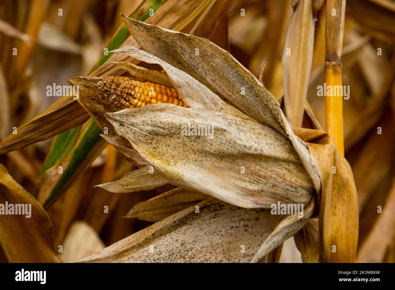Close up of a corncob hi-res stock photography and images - Alamy