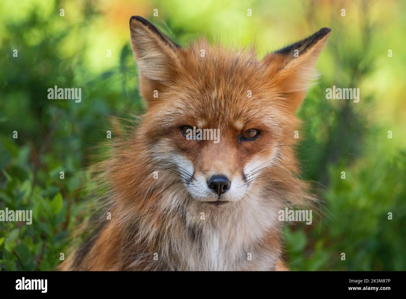 A portrait of red fox looking fiercely at the camera Stock Photo - Alamy