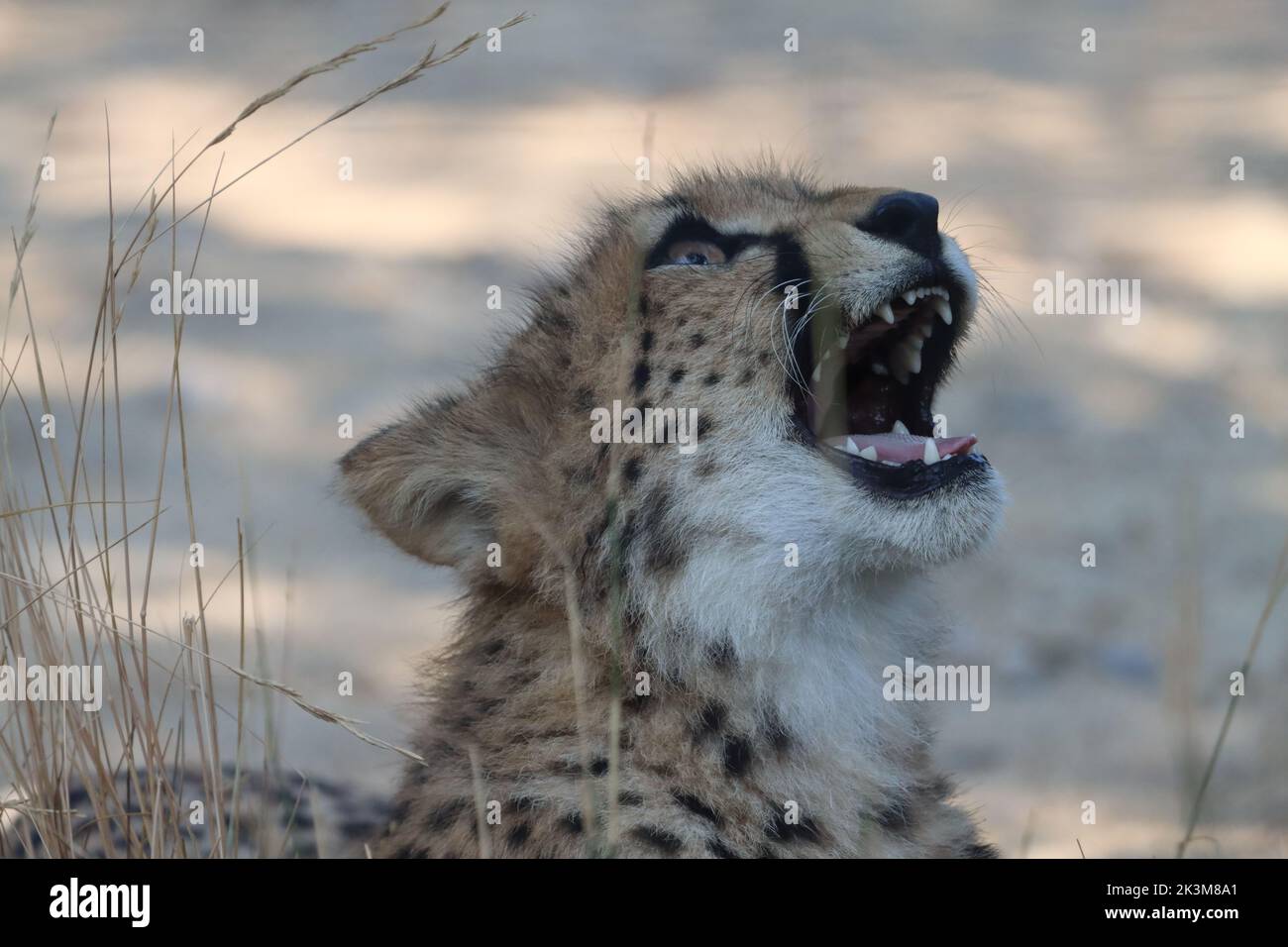 A portrait of a young cheetah lying on the ground and yelping Stock ...