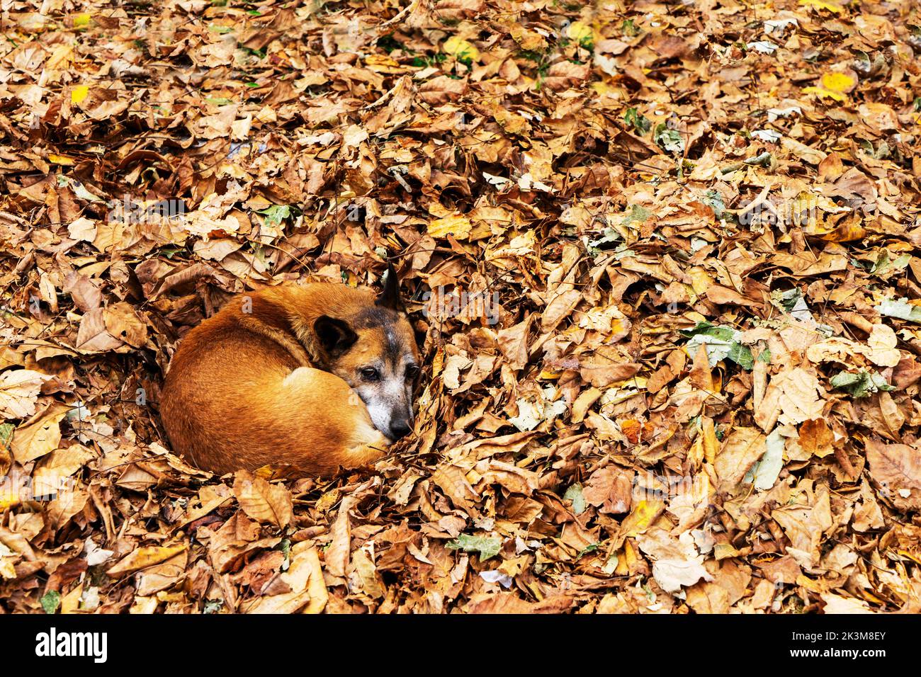 Red and white, a stray dog lying on a yellow leaves of trees. Side view ...