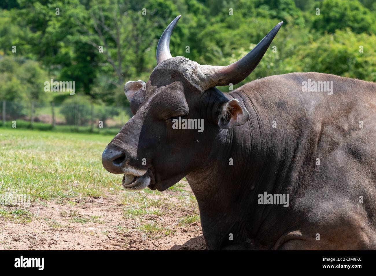 Portrait of a male African buffalo (syncerus caffer) sitting on the ...