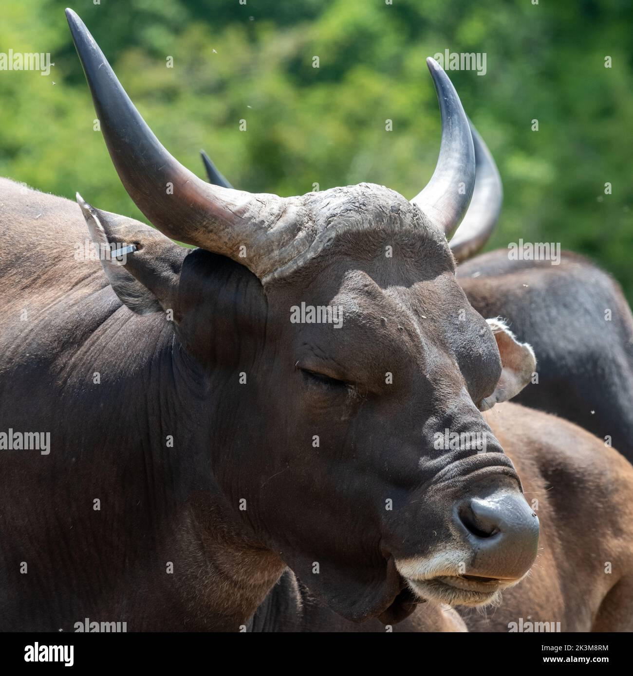 Buffalo sitting down hi-res stock photography and images - Alamy