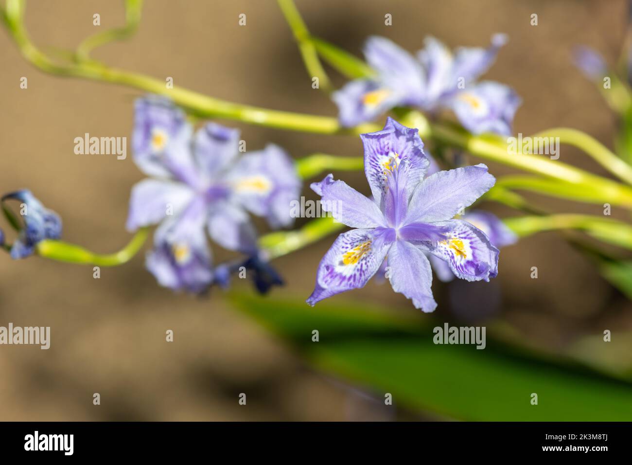 Iris confusa hi-res stock photography and images - Alamy