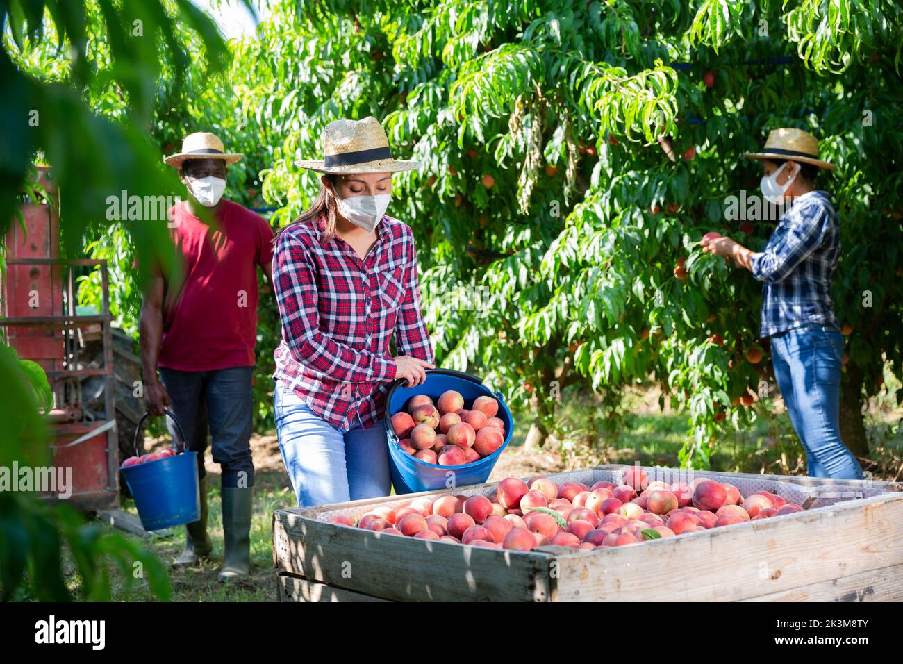 Farm workers in medical masks harvesting peaches in garden Stock Photo ...