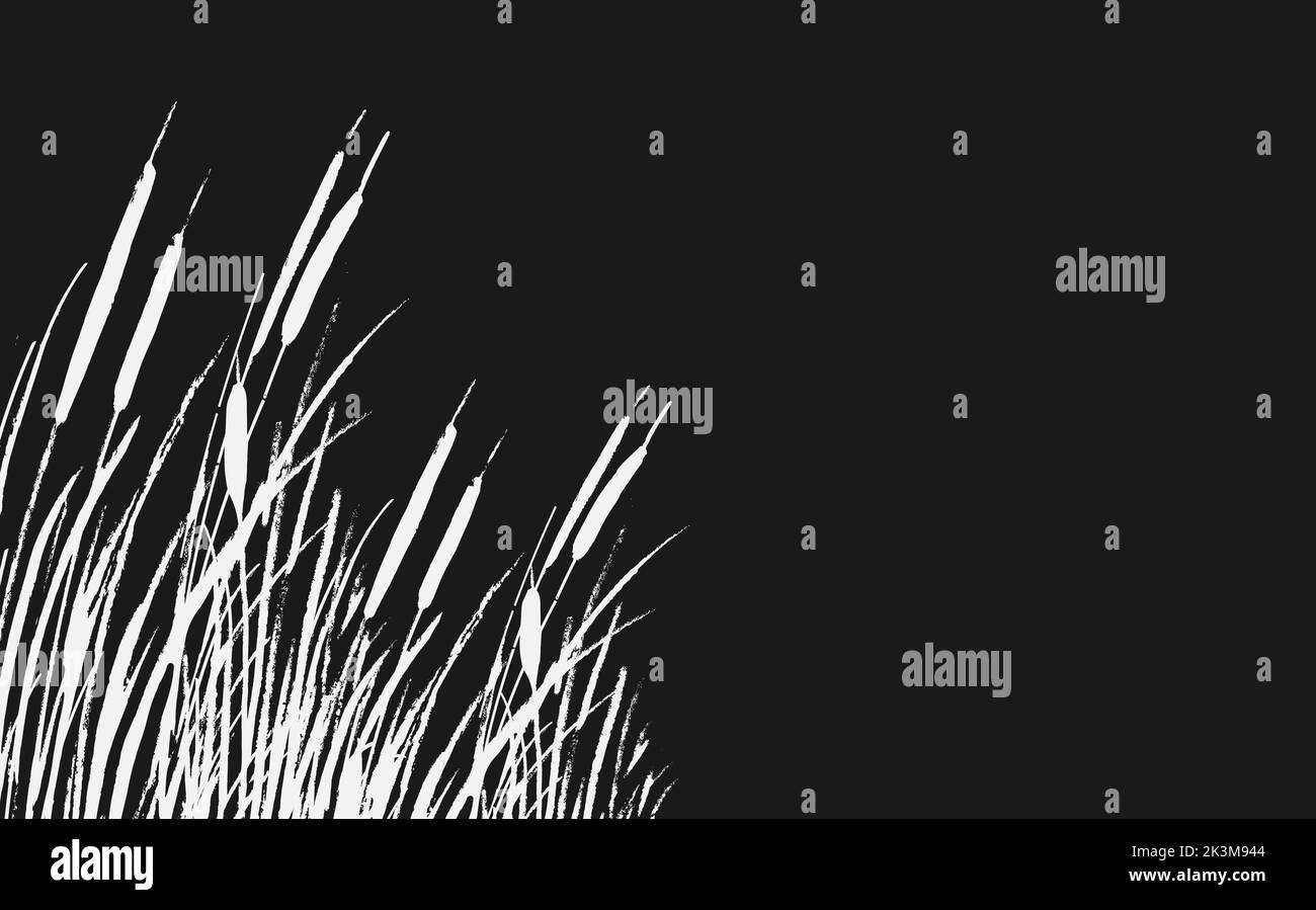 Isolated vector drawing.Image of a white reed or bulrush on a black ...