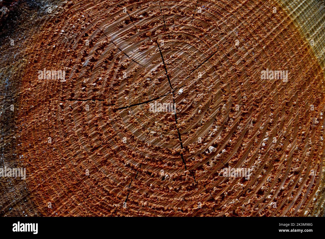 Close up of a cross section of a freshly cut log for background Stock ...