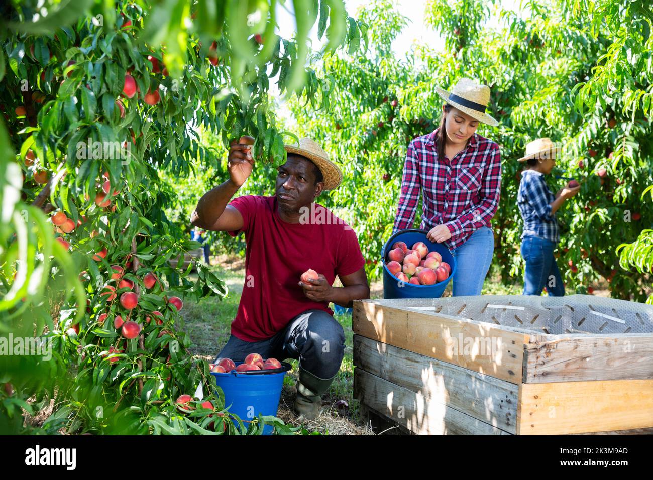 Farm workers harvesting peaches in fruit garden Stock Photo - Alamy