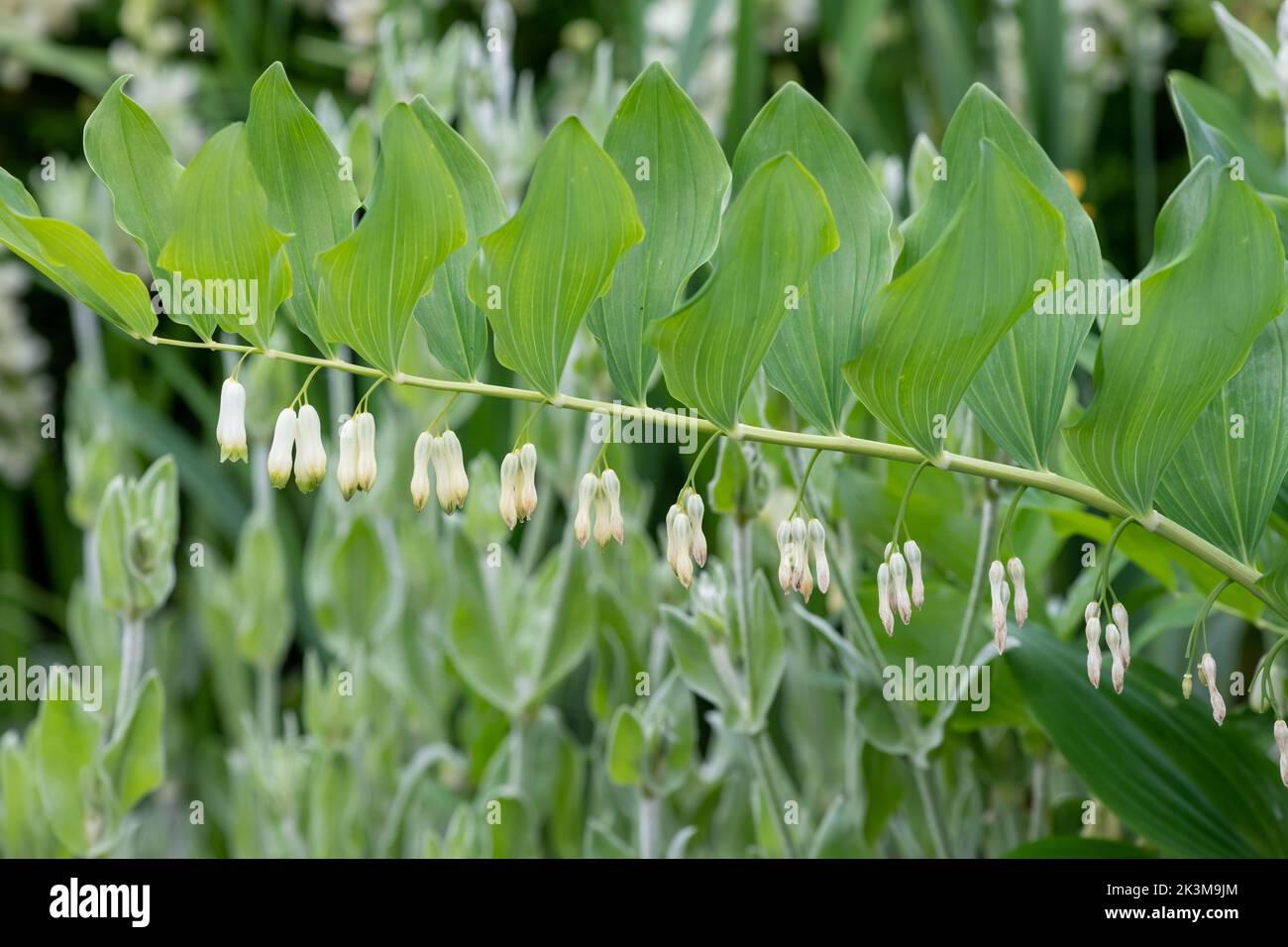 Close up of Solomons seal (polygonatum) flowers in bloom Stock Photo ...