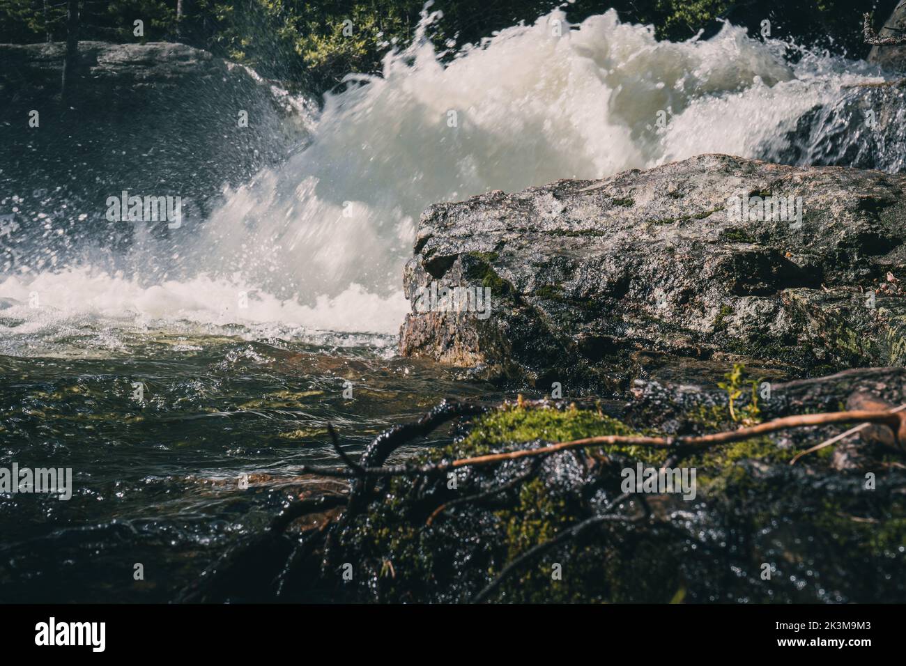 The rocky river floating between the fur-trees Stock Photo - Alamy