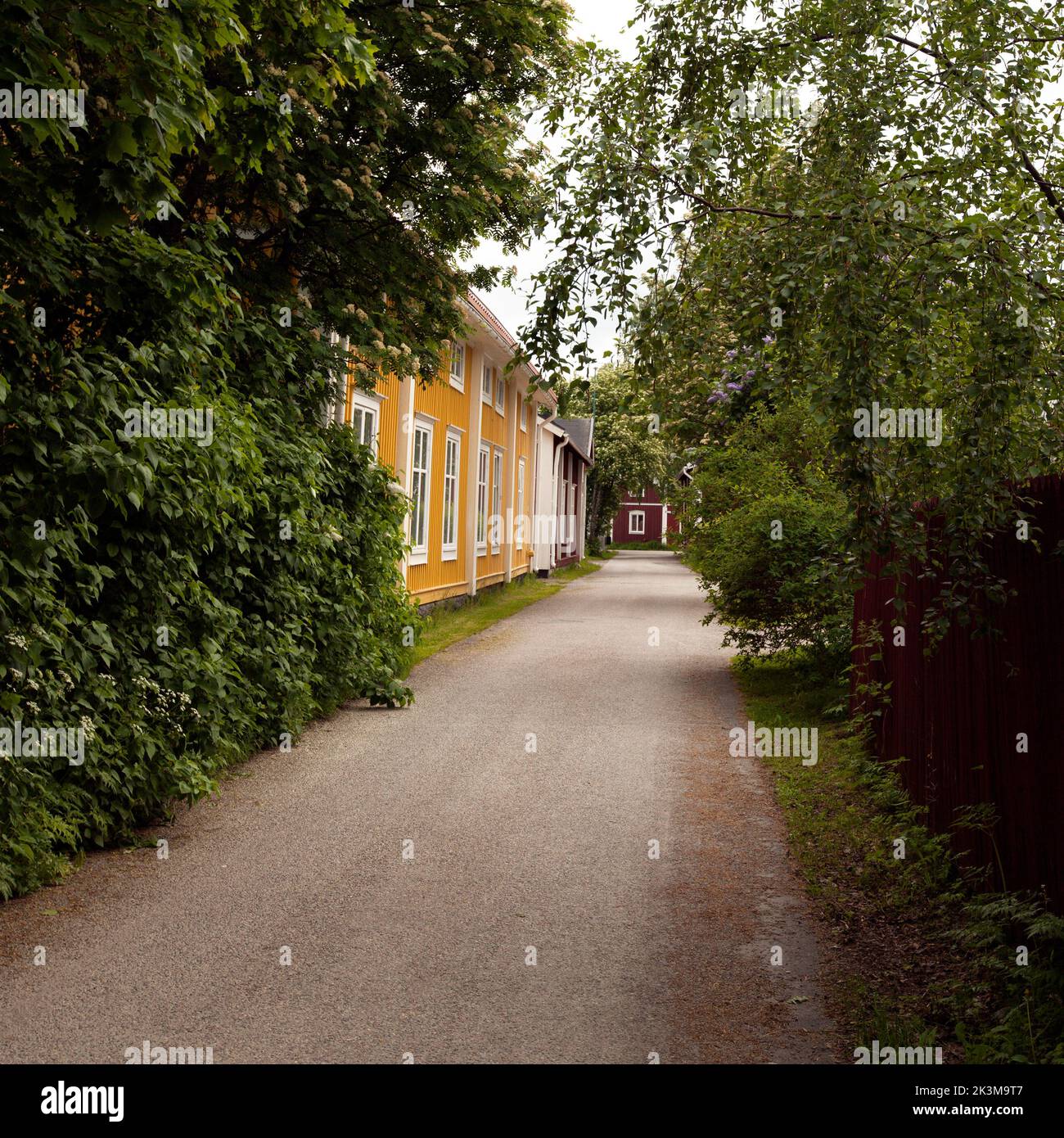 A short gravel street in beautiful summer colors. Trees, bushes and ...