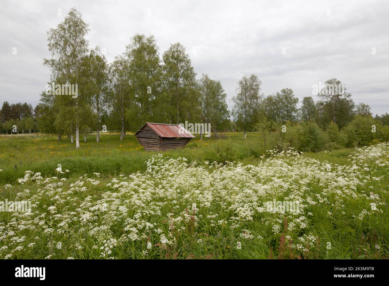 Meadow and barn in the landscape up North. Flowers, plants, barn and ...