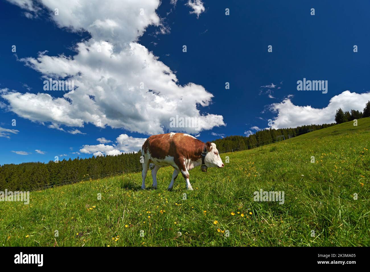 Cow in pasture in the German Alps Stock Photo - Alamy