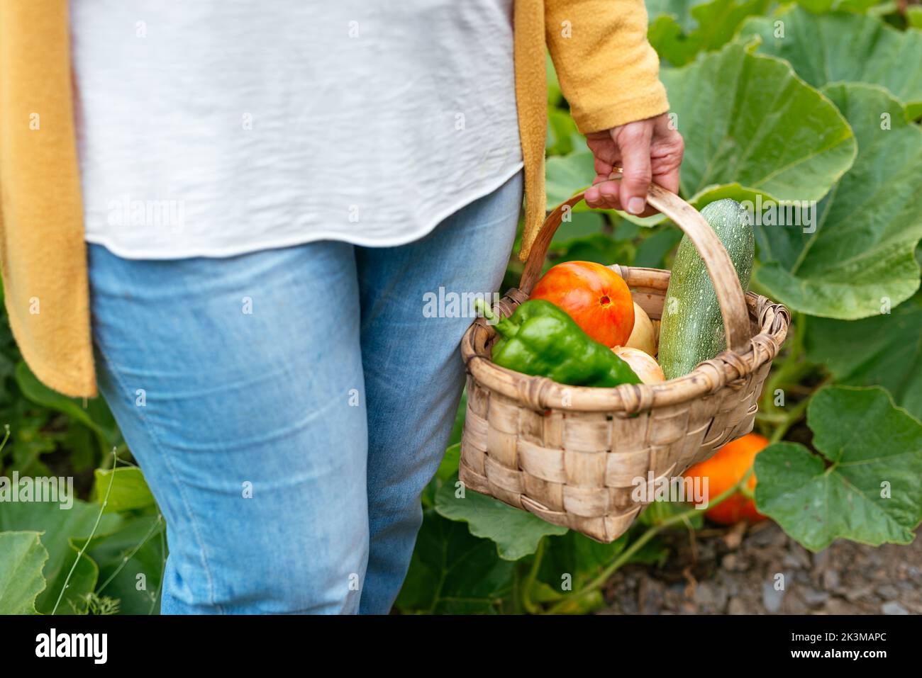 Anonymous female in casual clothes with basket picking fresh vegetables ...