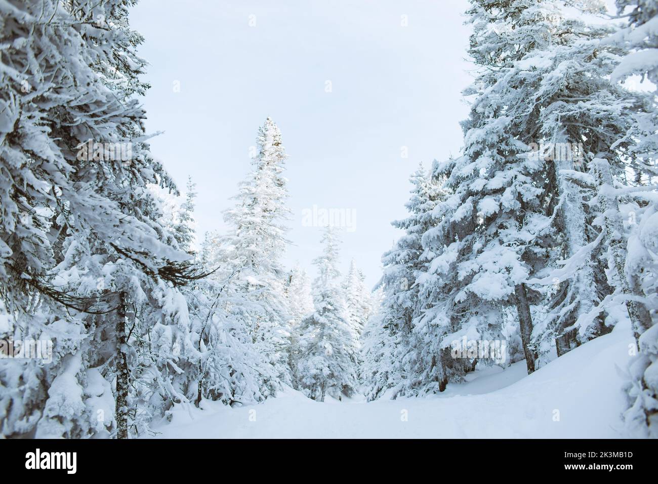 Low angle of tall spruces covered with snow against blue sky on cold ...