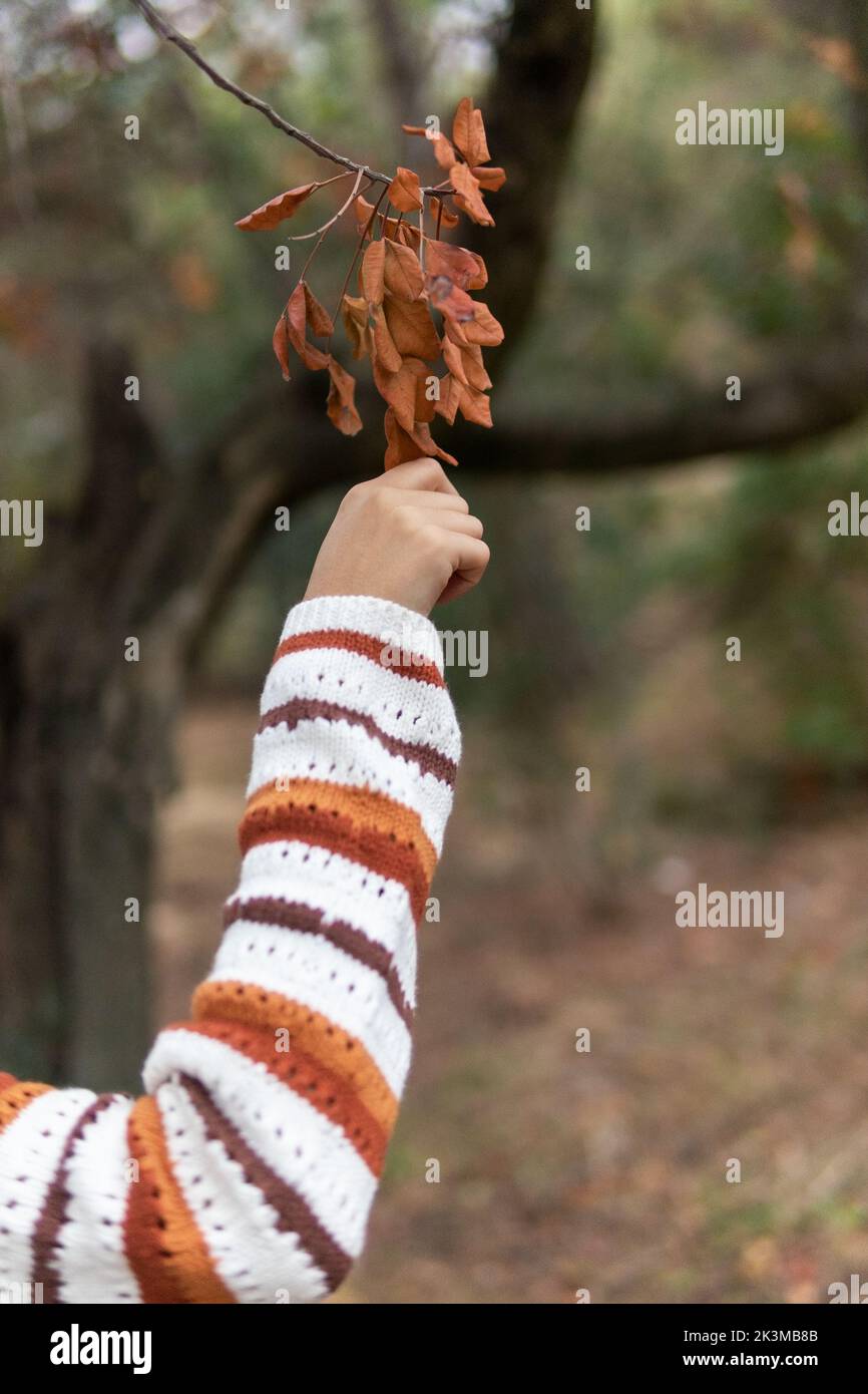 Crop anonymous female in sweater touching withered leaves on branch of ...