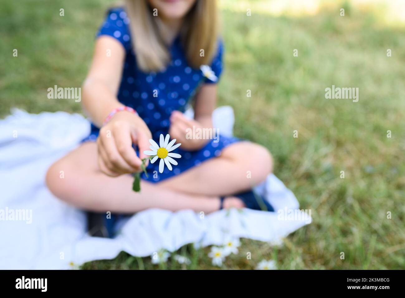 Soft focus of anonymous girl demonstrating natural daisy with white ...