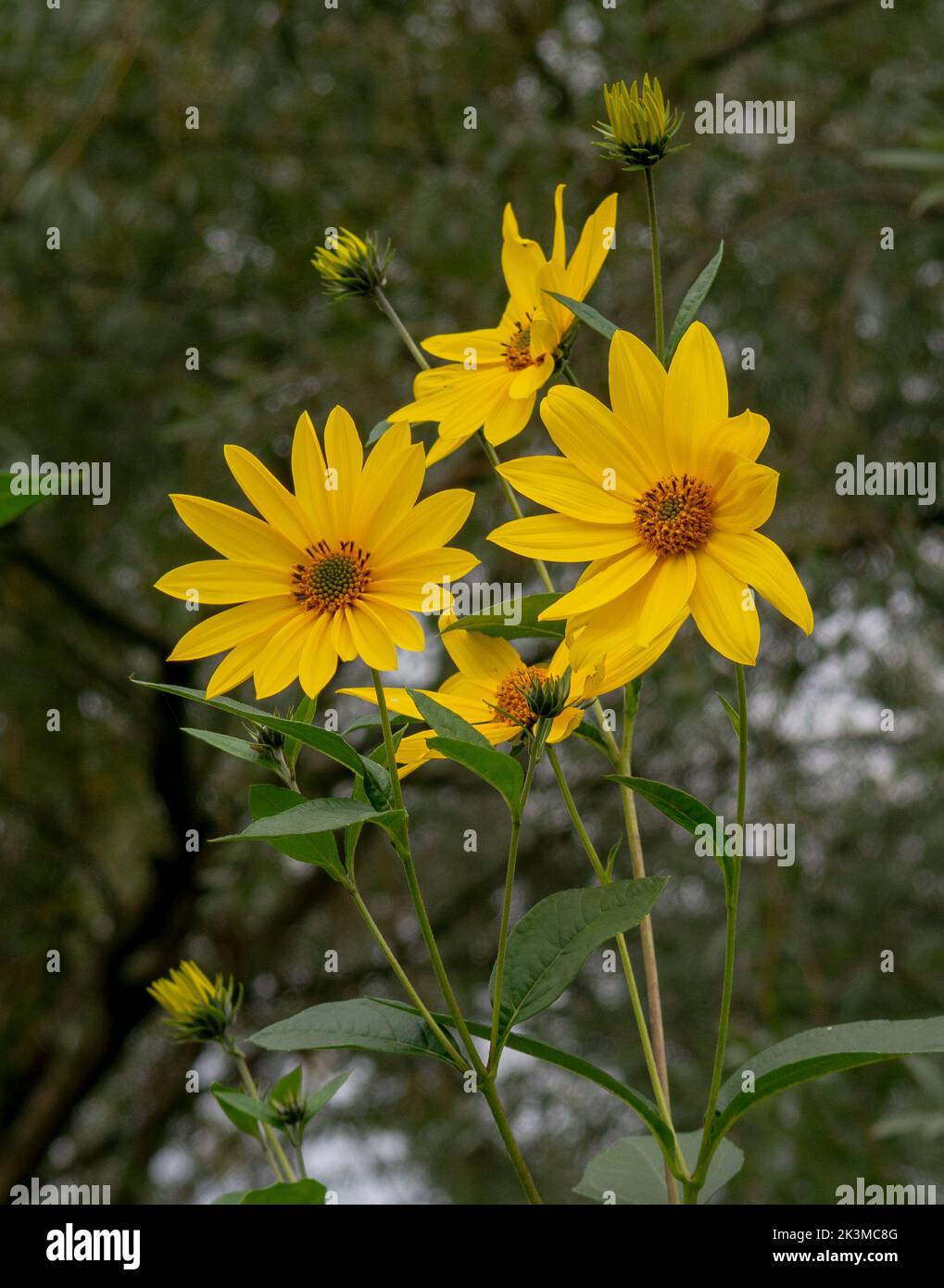Yellow flowers of The Jerusalem artichoke (Helianthus tuberosus ...