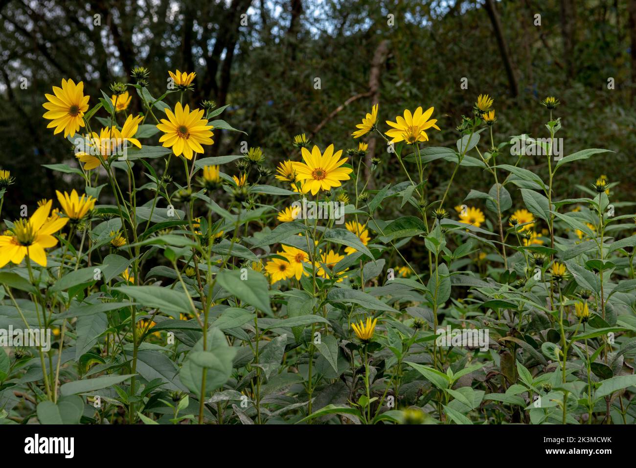 Yellow flowers of The Jerusalem artichoke (Helianthus tuberosus ...