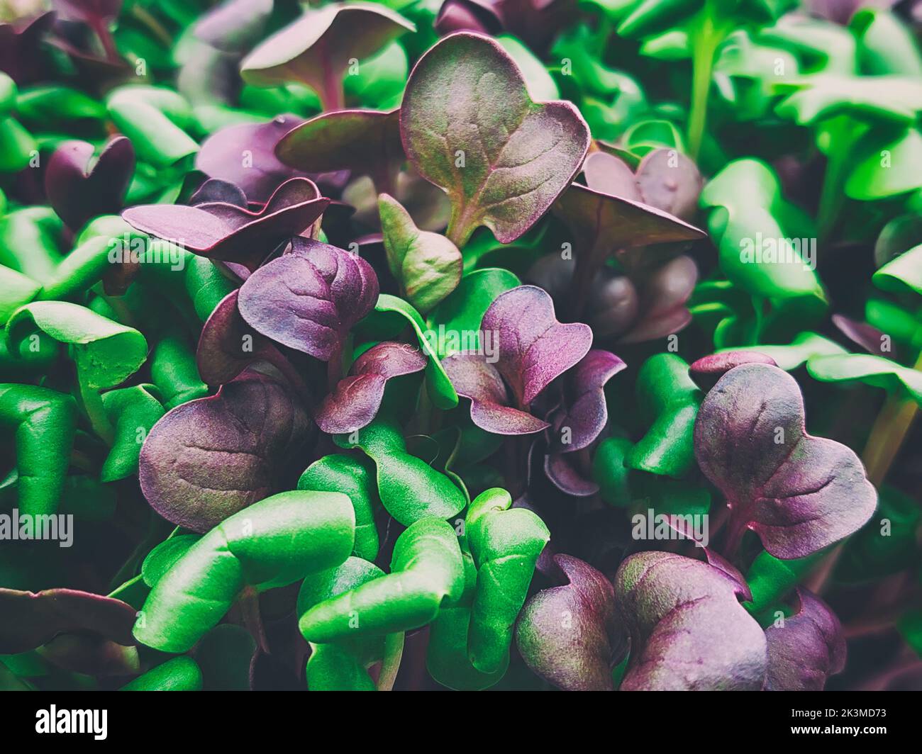 Micro basil hi-res stock photography and images - Alamy