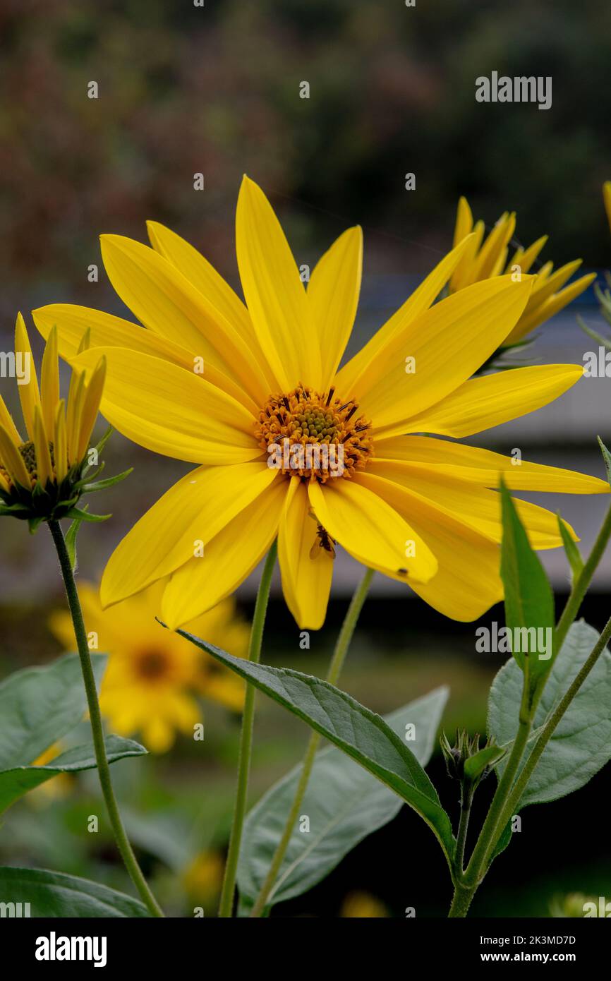 Yellow flowers of The Jerusalem artichoke (Helianthus tuberosus ...