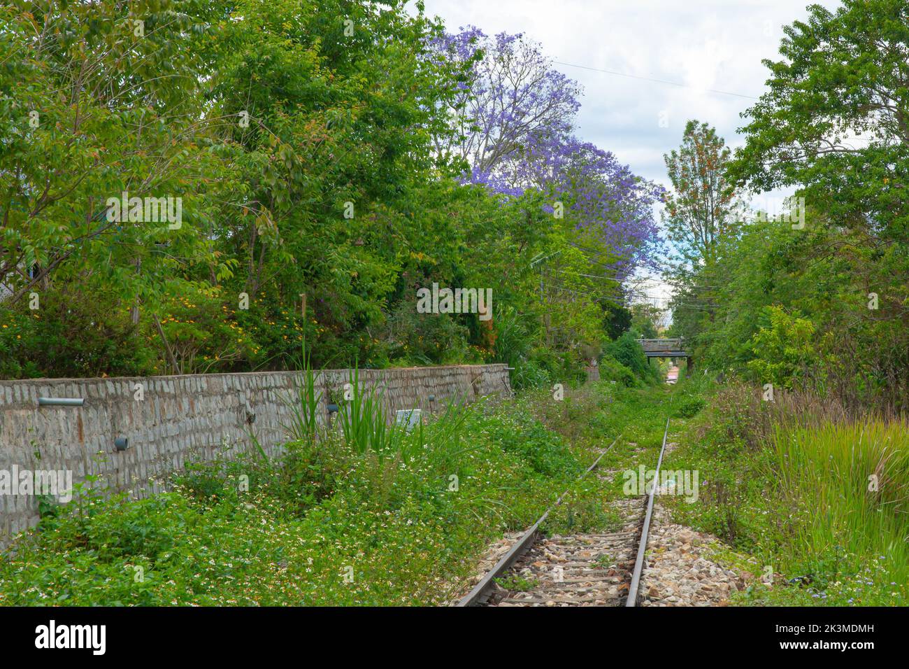 Railroad green forest in hi-res stock photography and images - Alamy