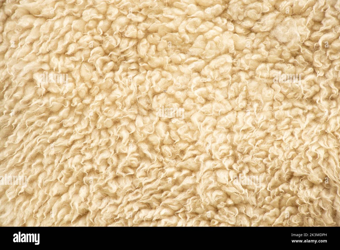 White sheep wool as a background, natural wool, live animal Stock Photo ...