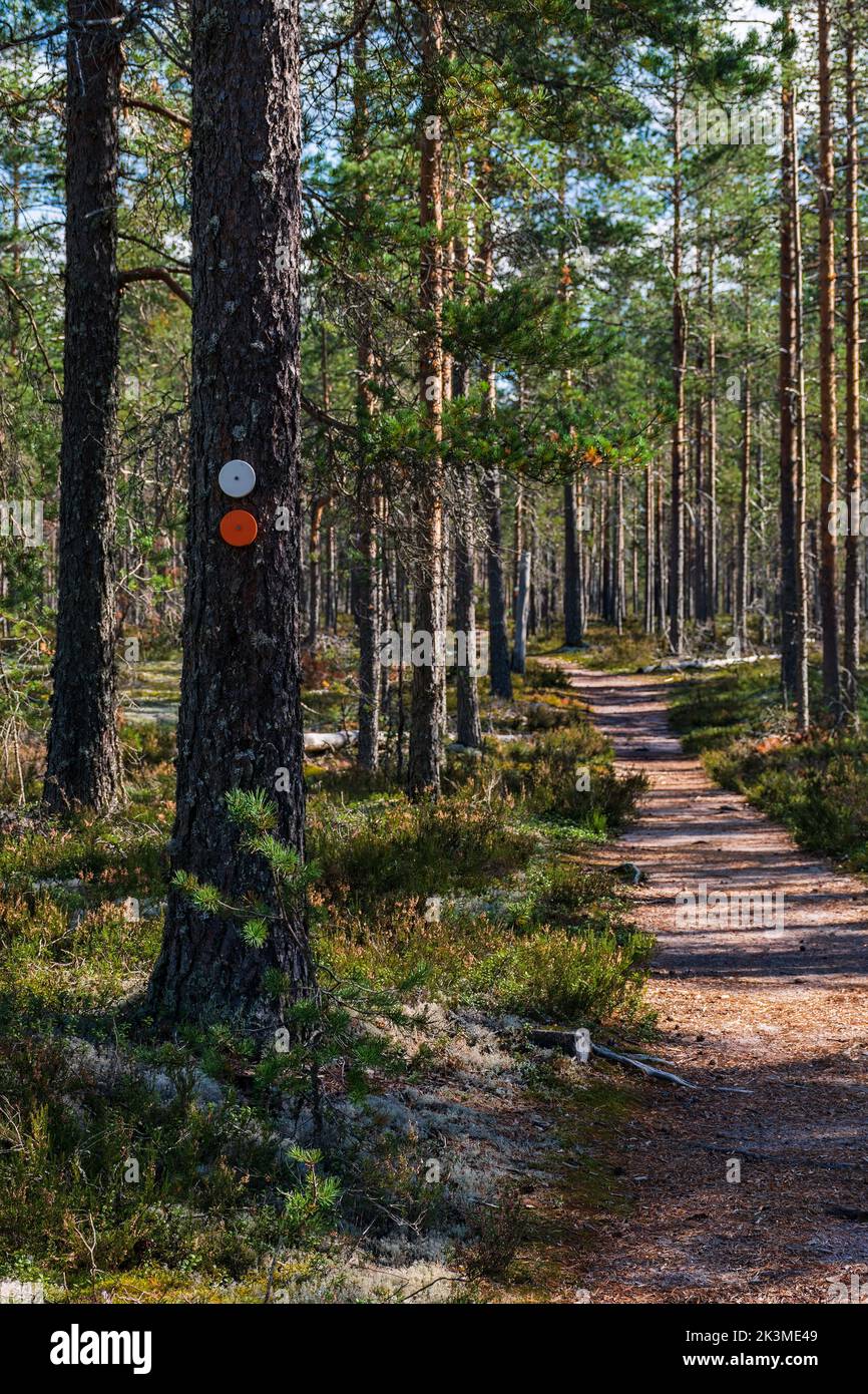 Round white and red wooden trail markers on a pine tree next to a ...