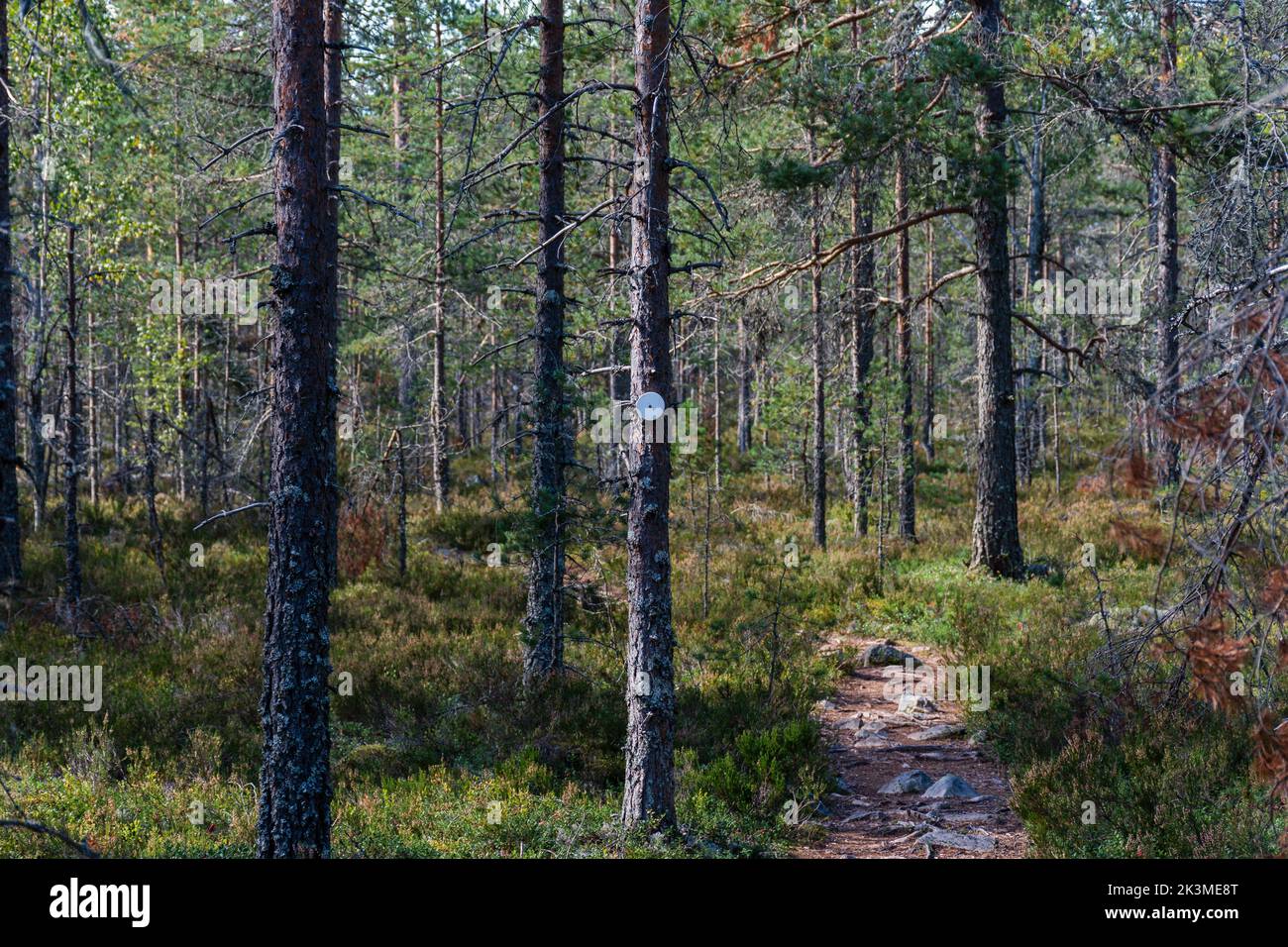 Round white wooden trail marker on a pine tree next to a forest path ...
